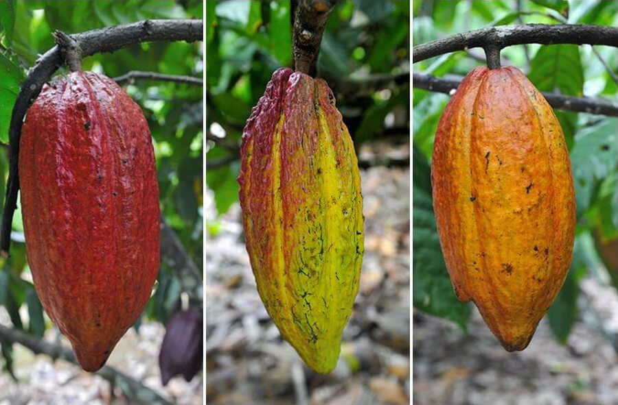 Cocoa Varieties – PNG Cocoa